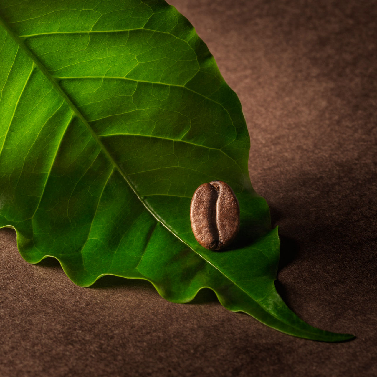 Dal 1933 il sogno di offrire il miglior caffè al mondo.